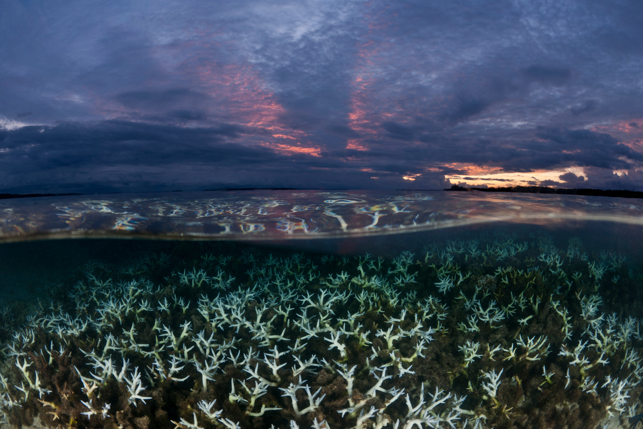 Ocean Warming Is Speeding Up, with Devastating Consequences, Study Shows.